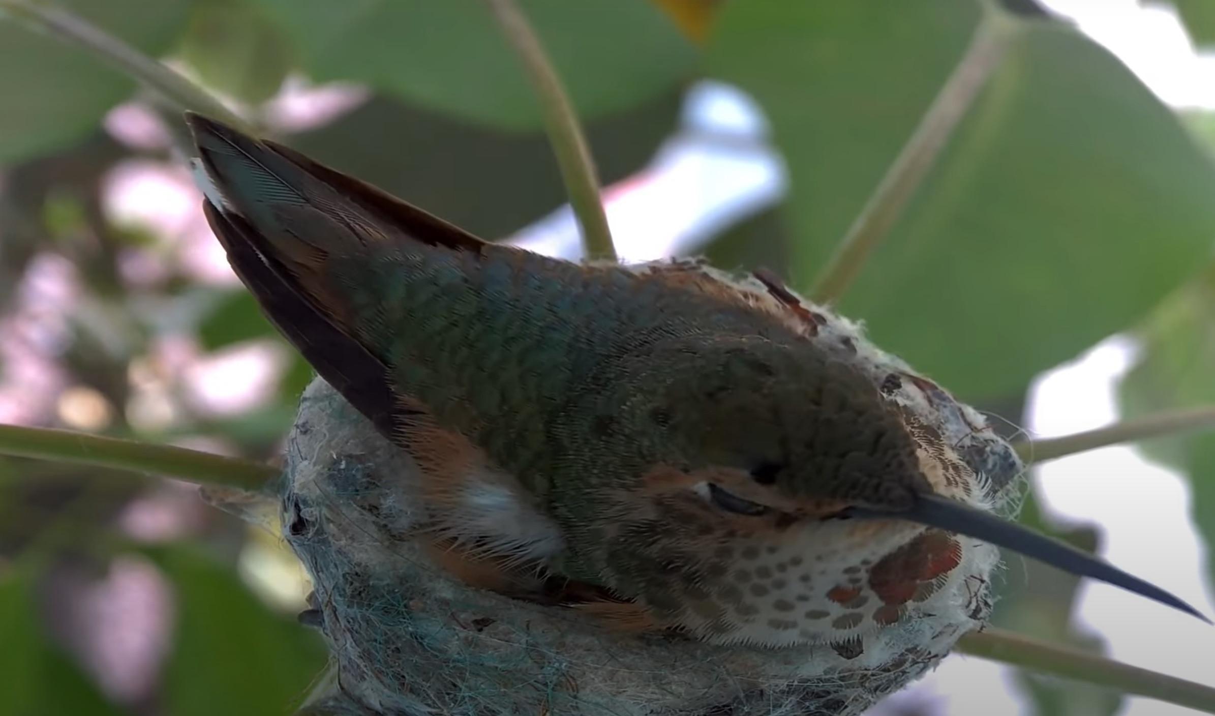 *New* Hummingbird Nest & Feeder Cams