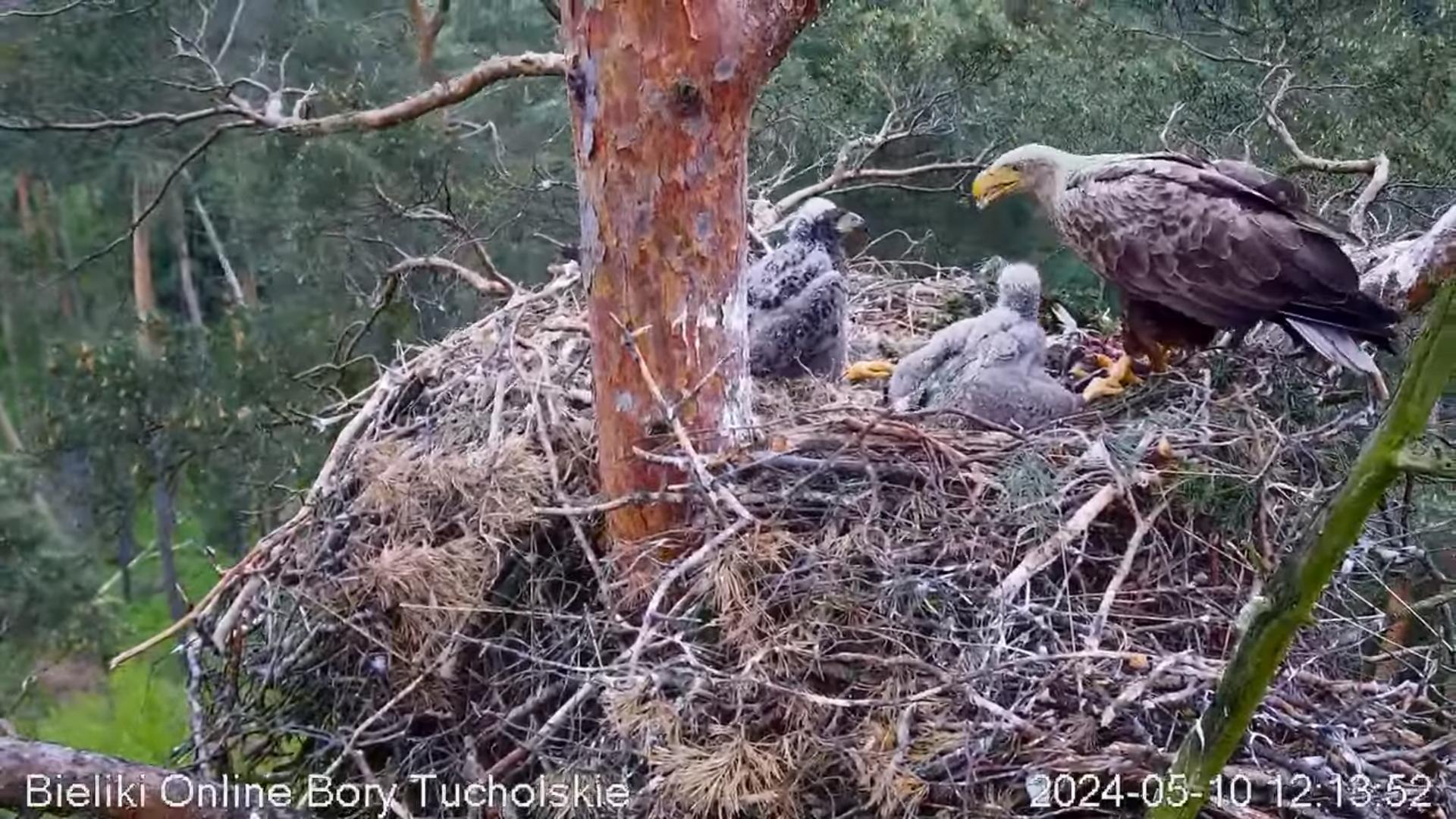 White Tailed Eagle Nest Cam - 2024