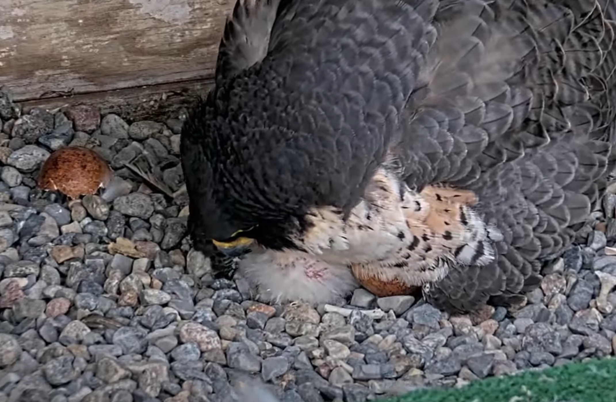 Video - 1st Egg Hatches! - UdeM Peregrine Falcon Nest Cam