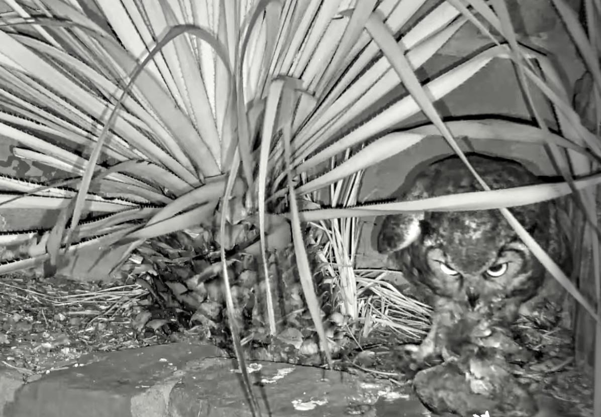 Wildflower Owl Cam - 2024