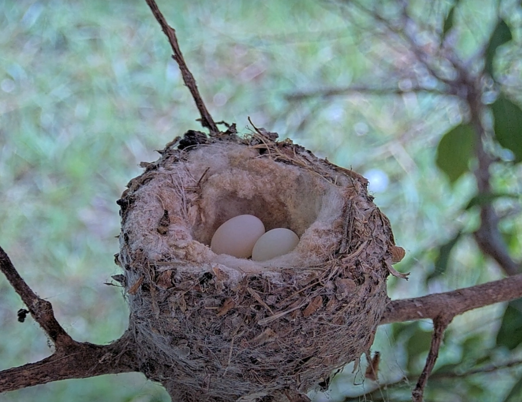 Hummingbird Nest Cam - 2024