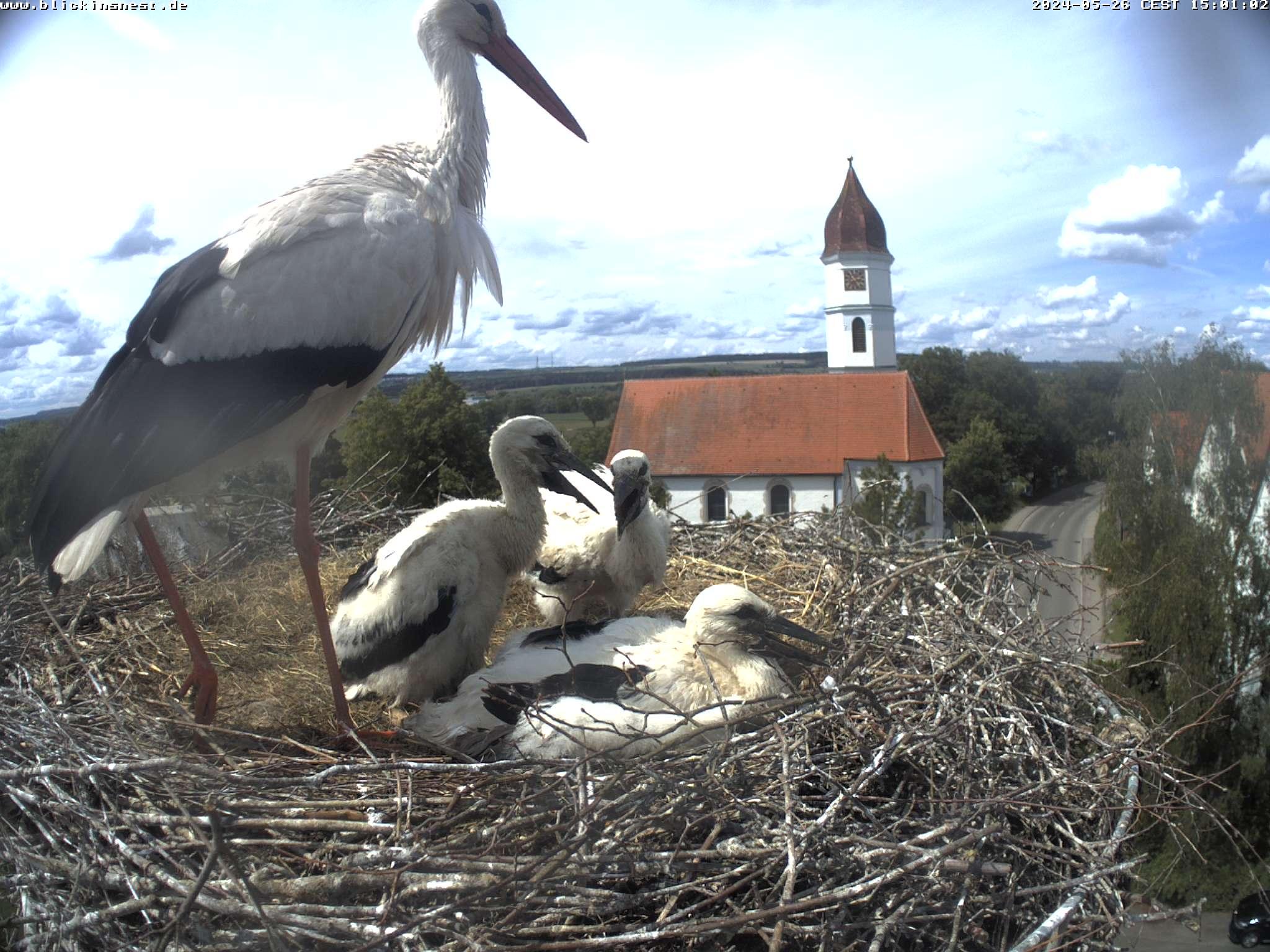 Live Stork Nest - 2024