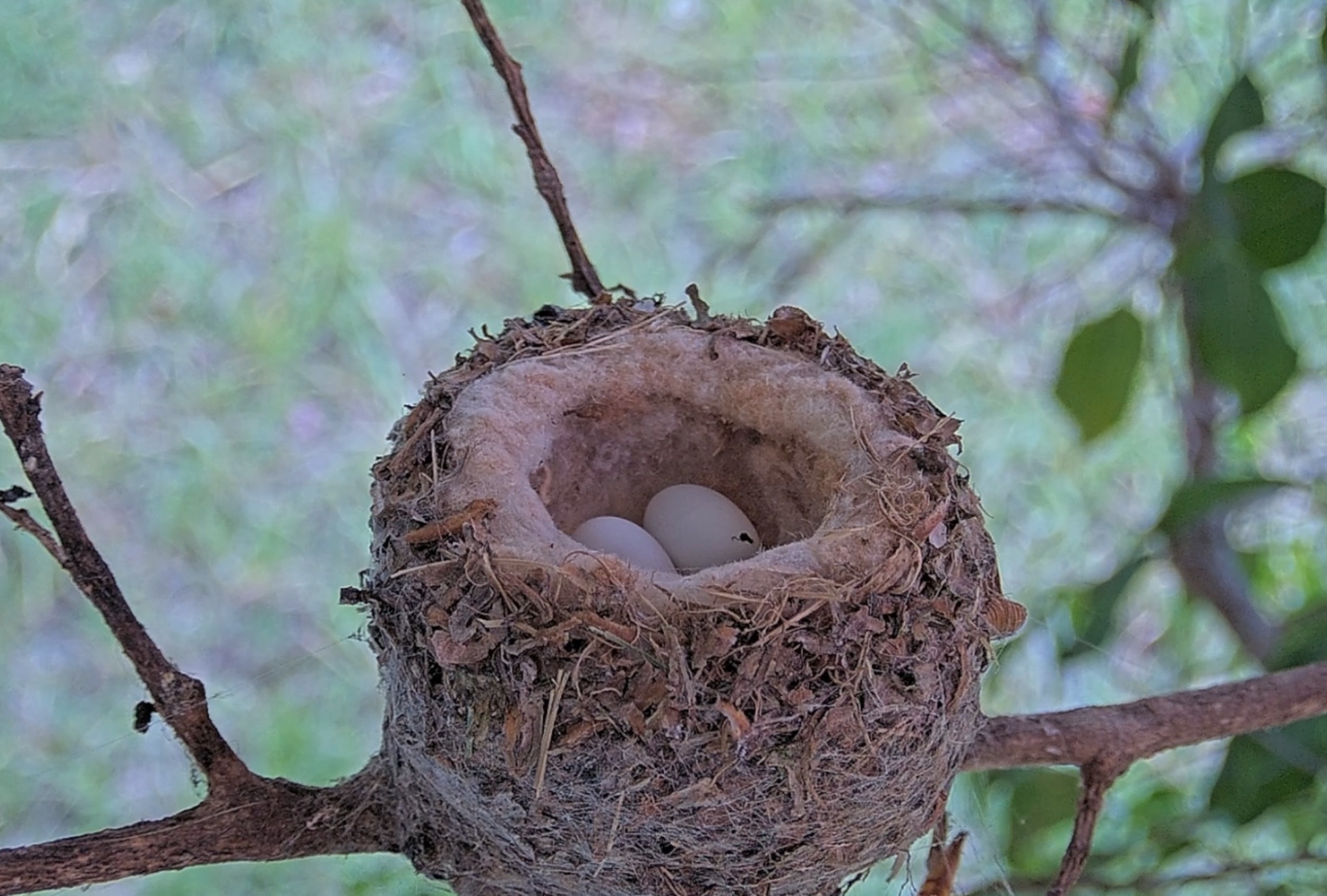 Hummingbird Nest Cam - 2024