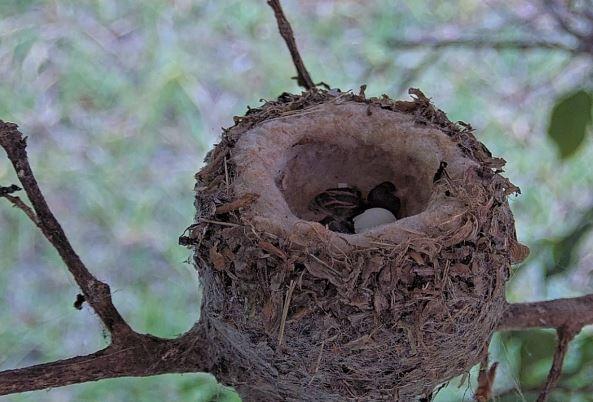 Hummingbird Nest Cam - 2024