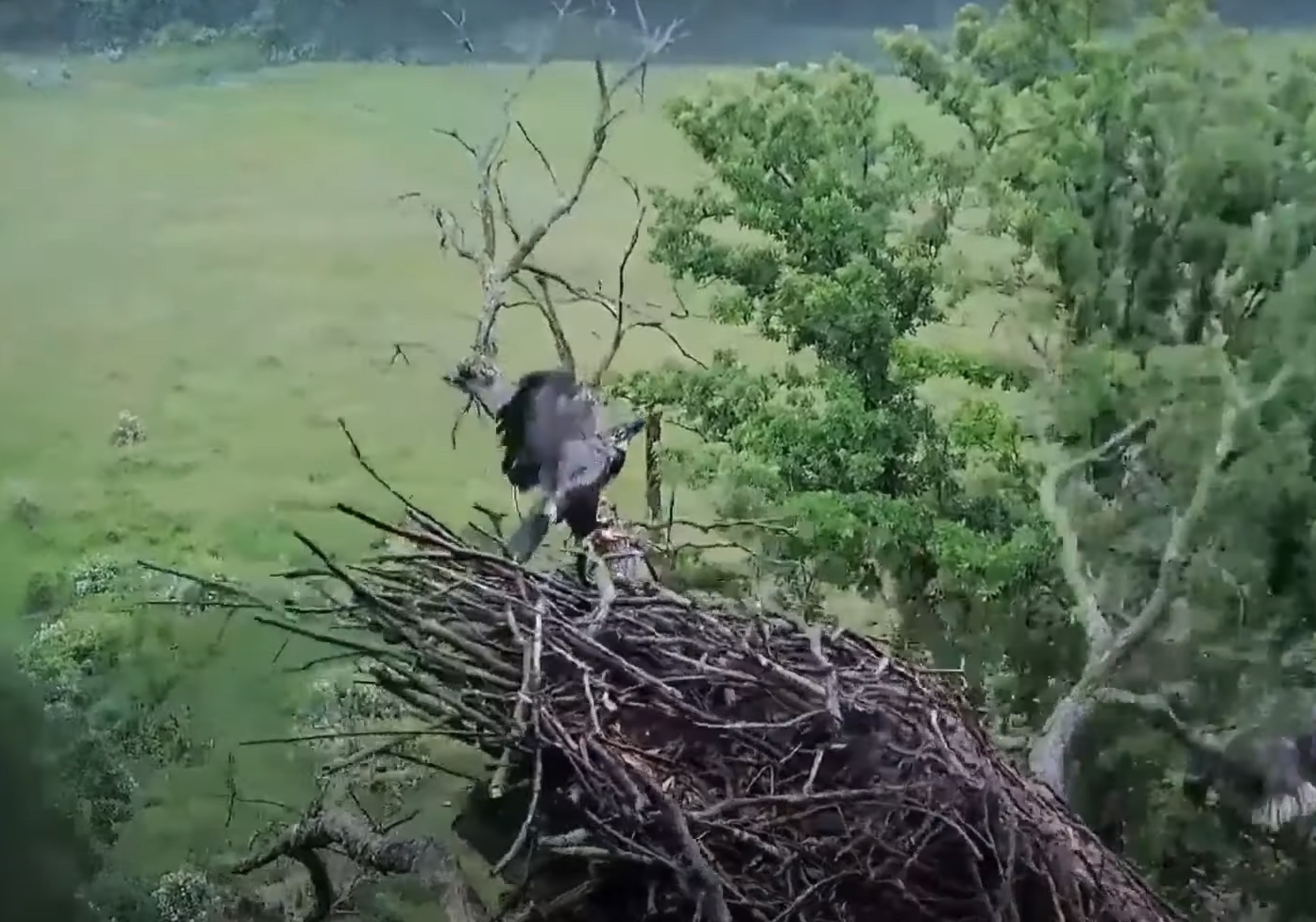 Video - Decorah North Bald Eagle Nest Collapses After Heavy Rainstorm