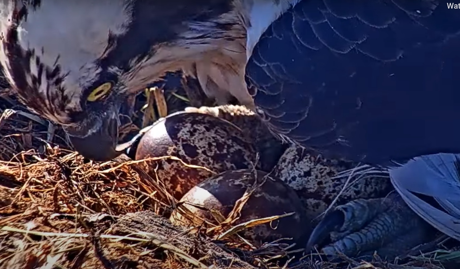 Dunrovin Osprey Nest Cam - 2025