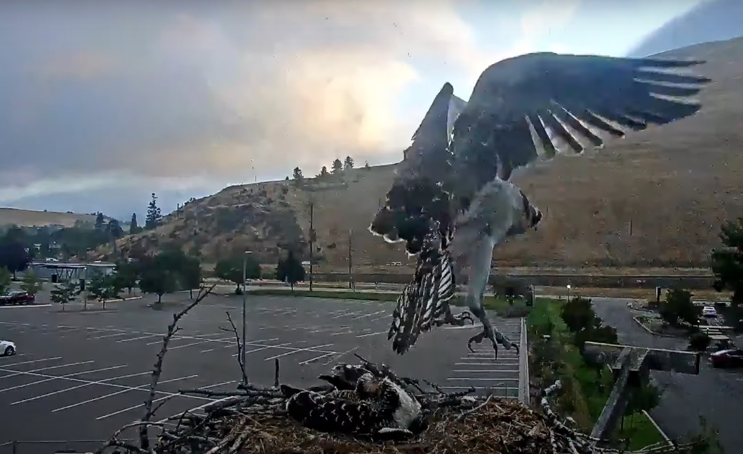 Video - Su-meh's Fledge & Highlights - Hellgate Osprey Cam
