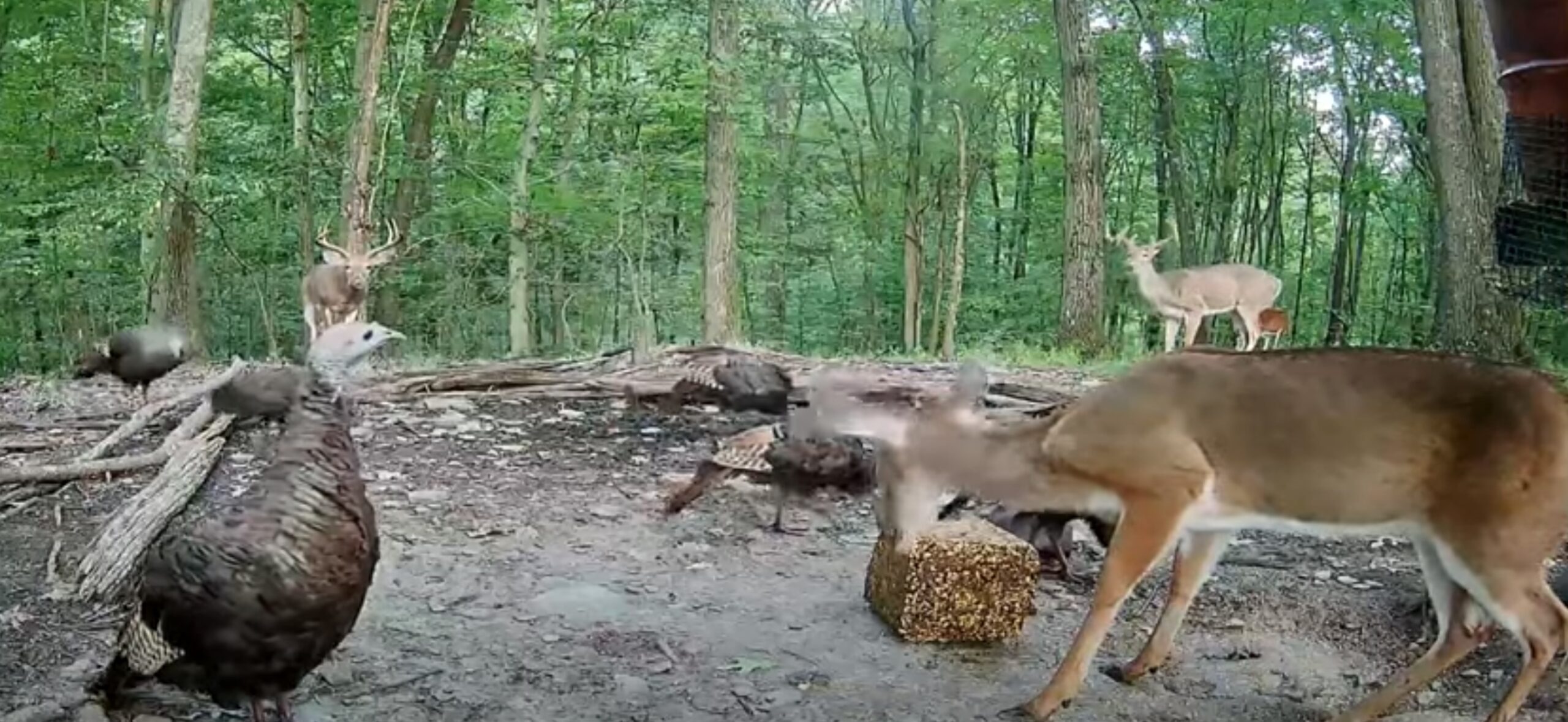 Live Pennsylvania Deer Cams - 2025