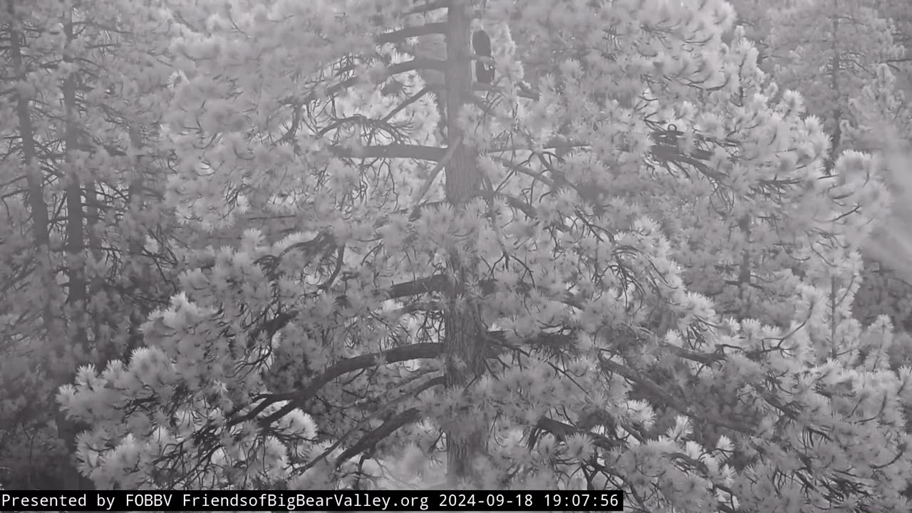 Video Jackie And Shadow Return To Nest Area Big Bear Eagles