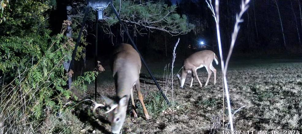 Video - 3 Bucks, WOW!!! - MN Deer Cam