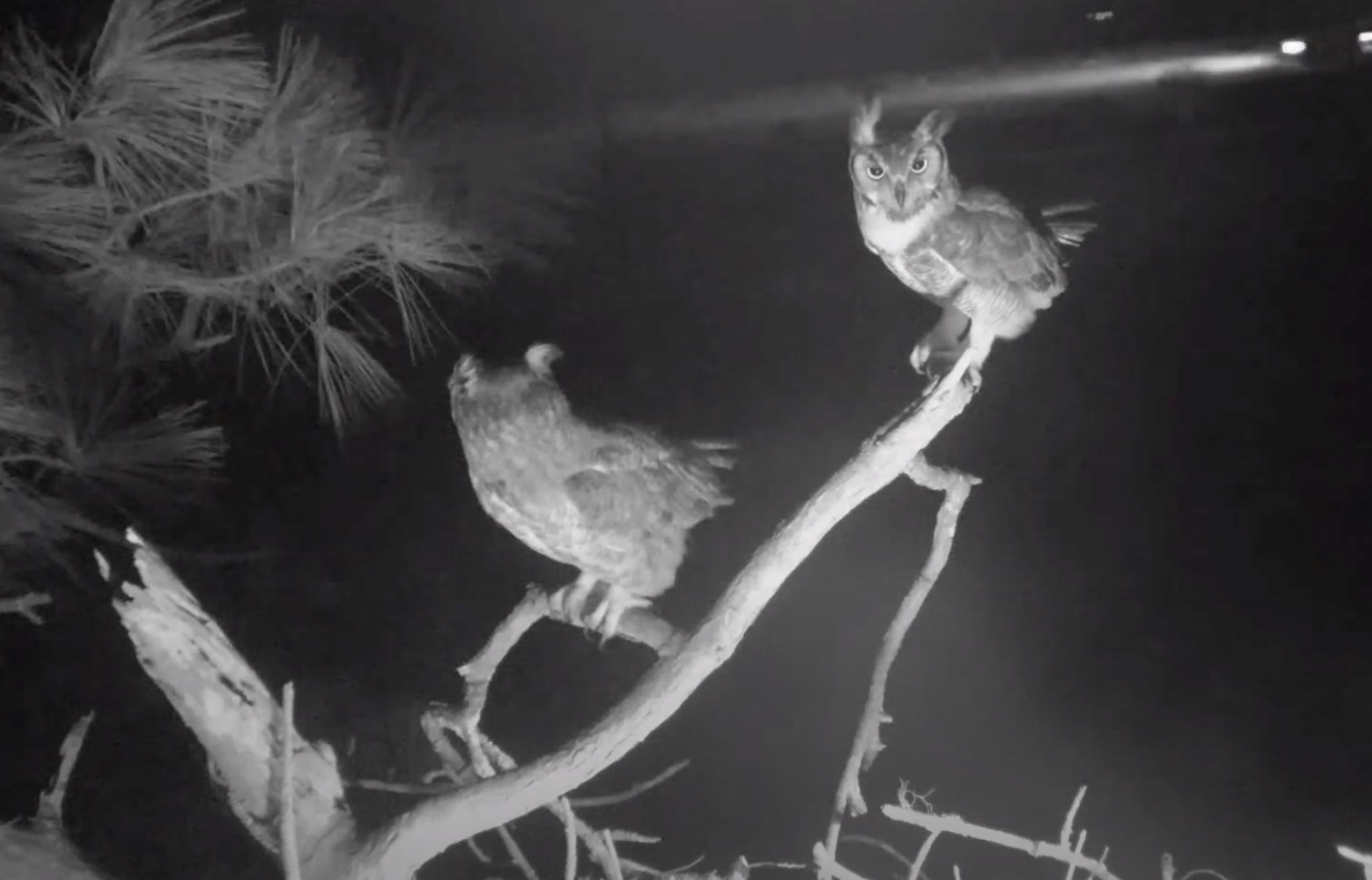 Video - Great Horned Owls Visit Nest Last Night - SWFL Eagle Cam