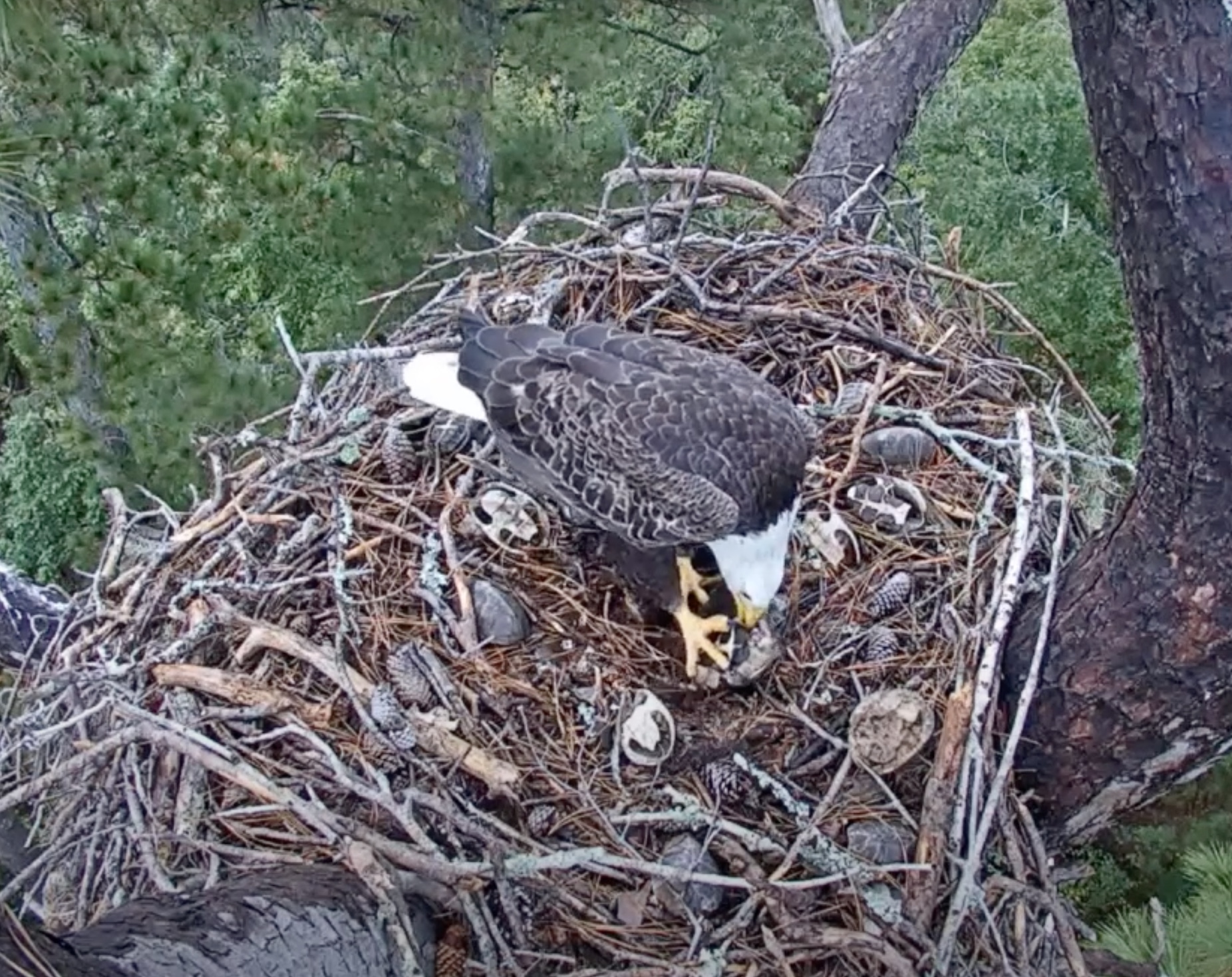 Video - Eagle VS Turtle - KNF Bald Eagle Nest Cam