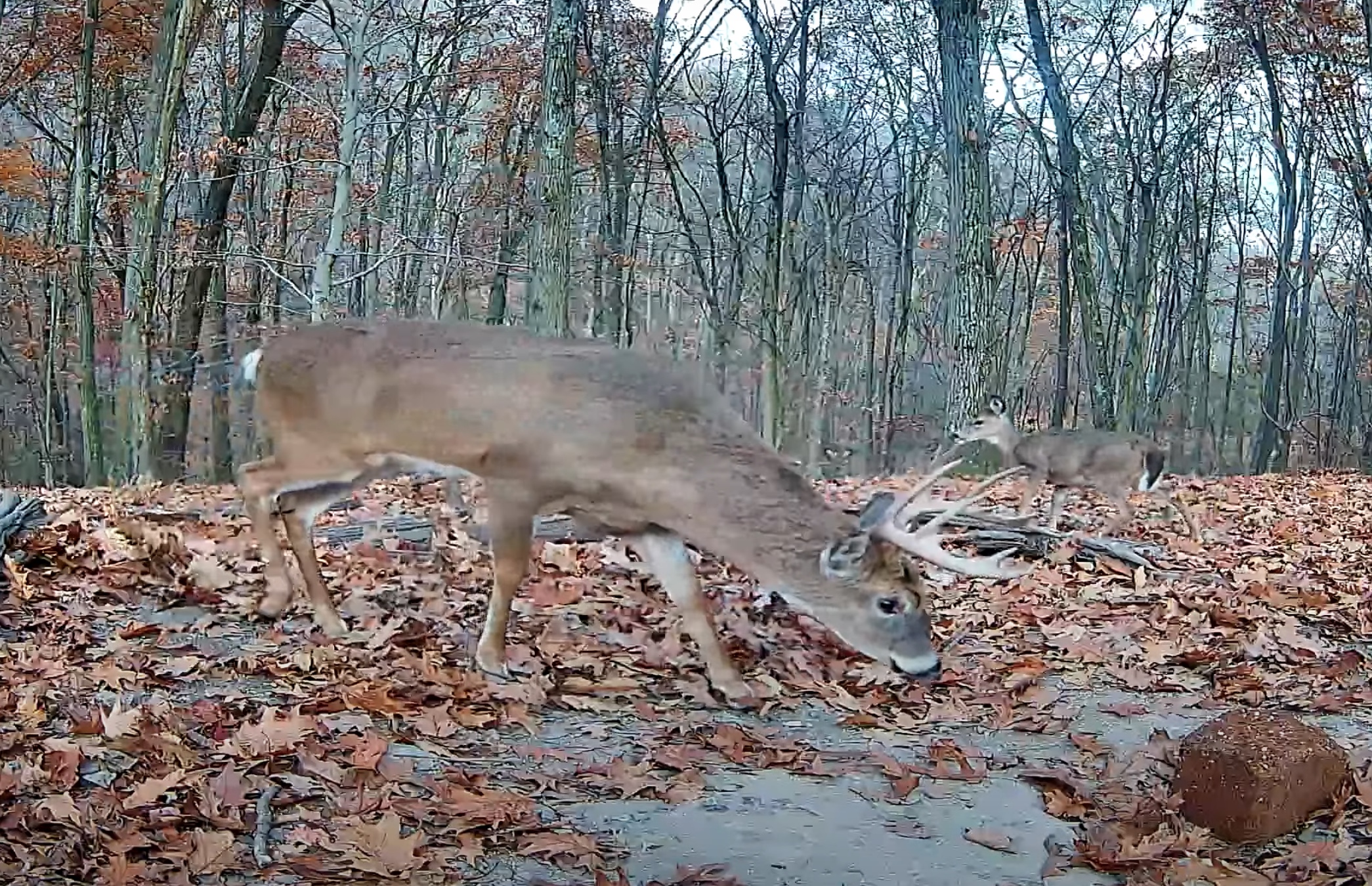 Video - 12 Point Buck Strolls In For Breakfast - PA Deer Cam