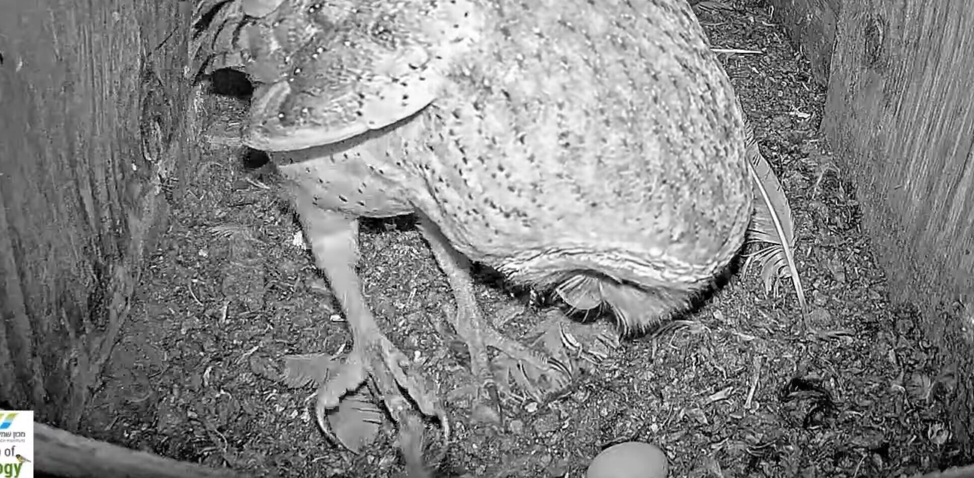 Video - First Egg Laid! - Florida Barn Owls - Cam2