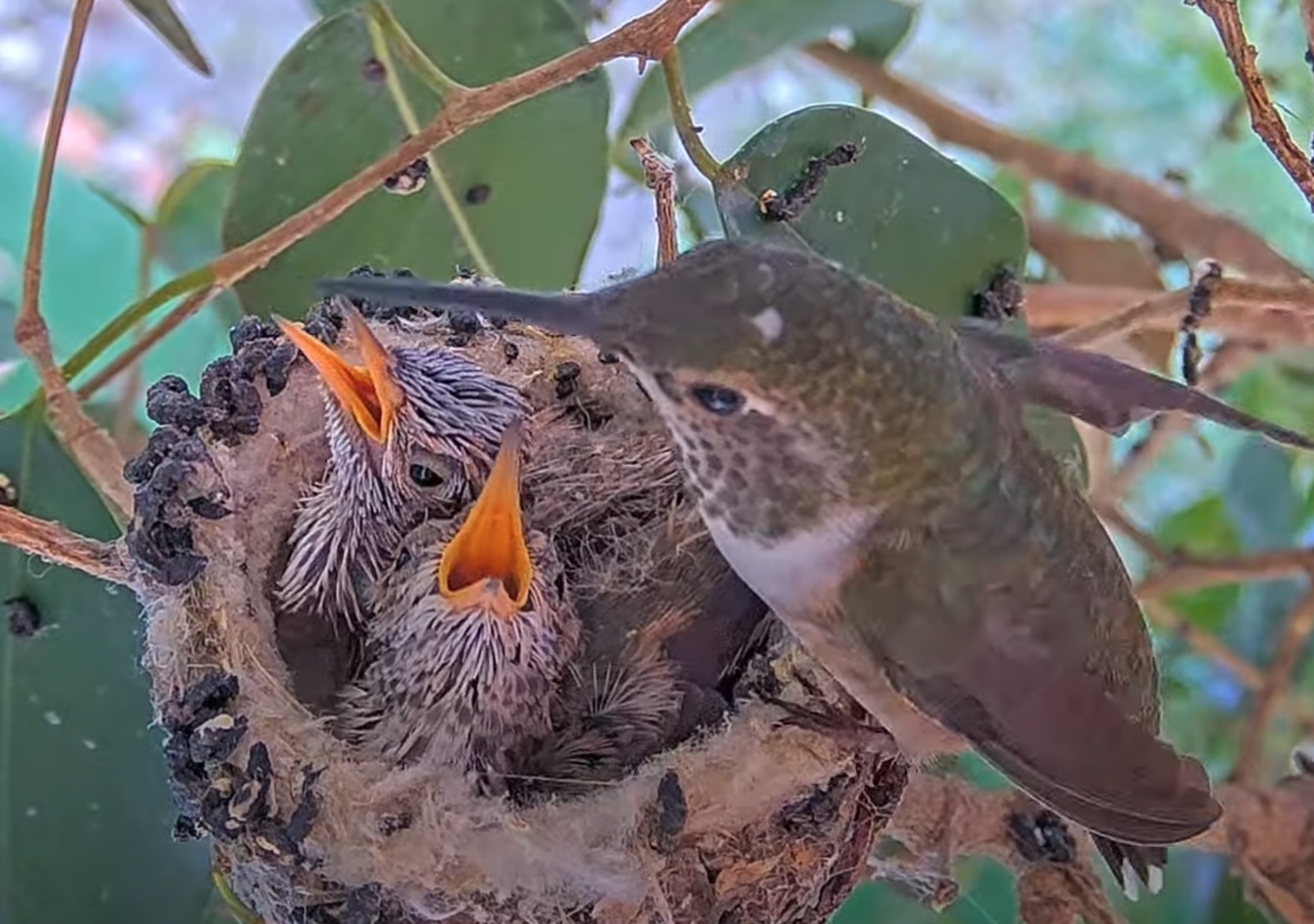 Hummingbird Nest Cam - 2025