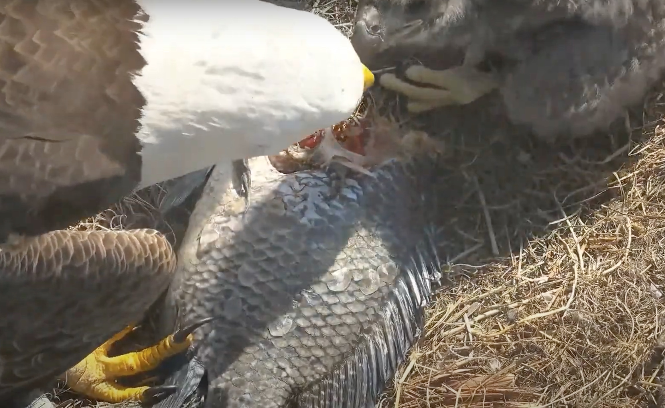 Video - Fish, Fish And More FISH - SWFL Bald Eagle Cam