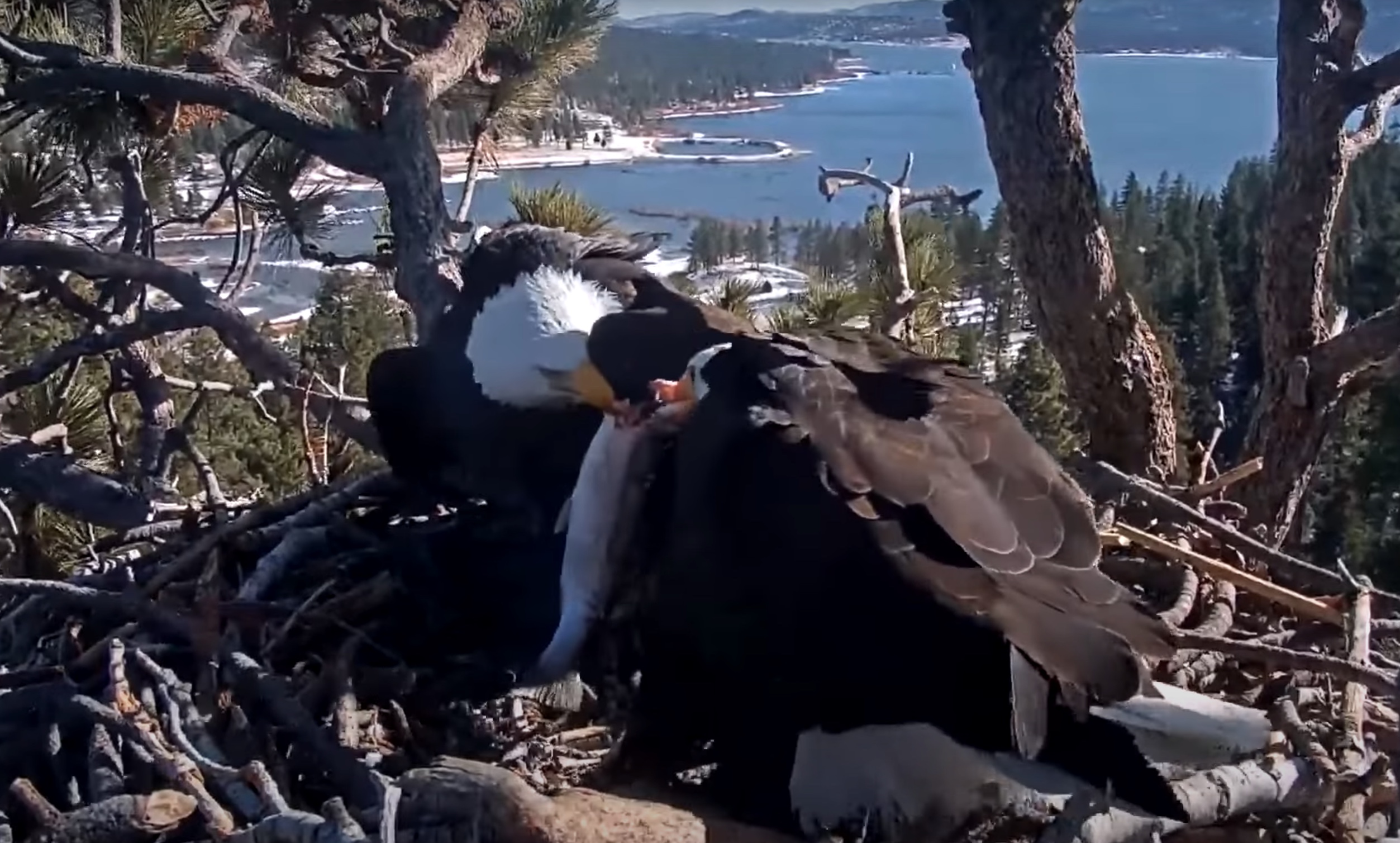 Video - Jackie and Shadow Play "Fish-O-War" Big Bear Eagles