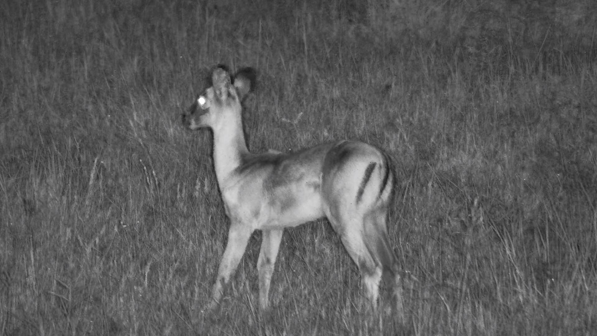 Experience Wildlife at Djuma Dam Cam: Live Camera Feed - 2025