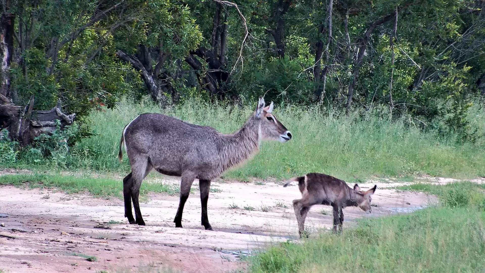 Experience Wildlife at Djuma Dam Cam: Live Camera Feed - 2025