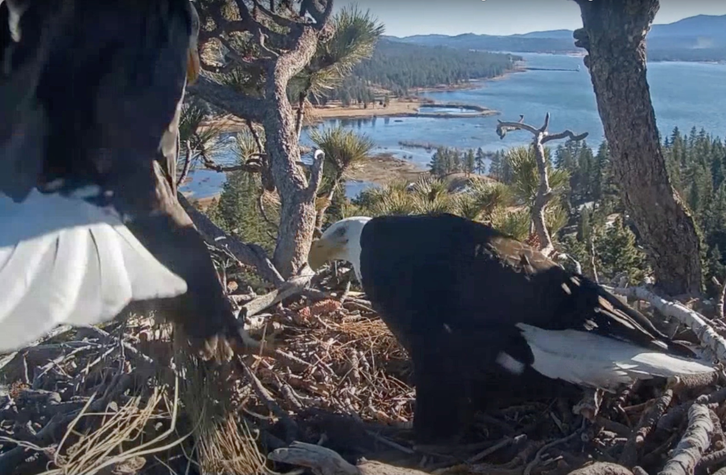 Video - Jackie & Shadow Bring In Loads Of Fluff - Big Bear Bald Eagle Cam