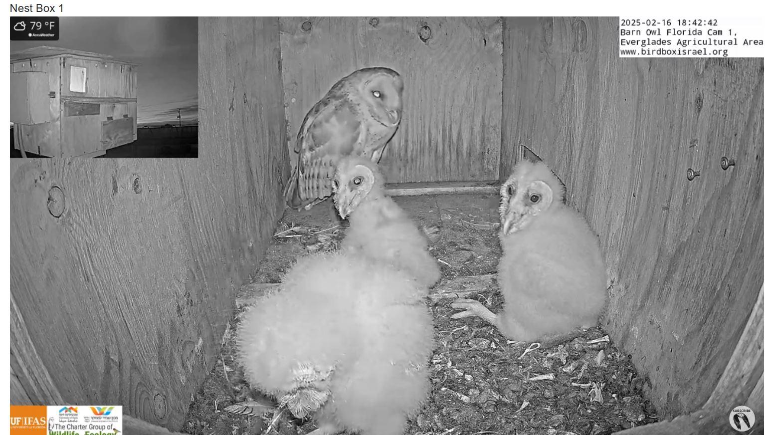 Florida Barn Owl Cams - 2025