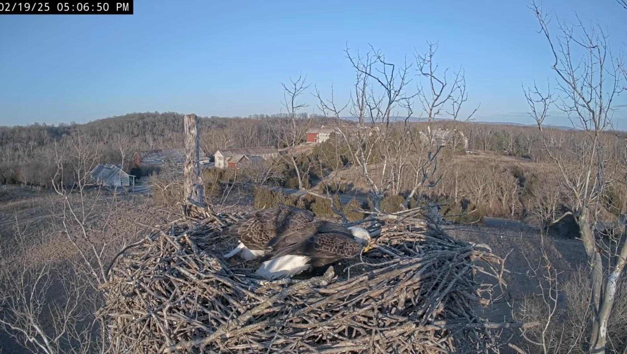 NCTC Eagle Cam - 2025