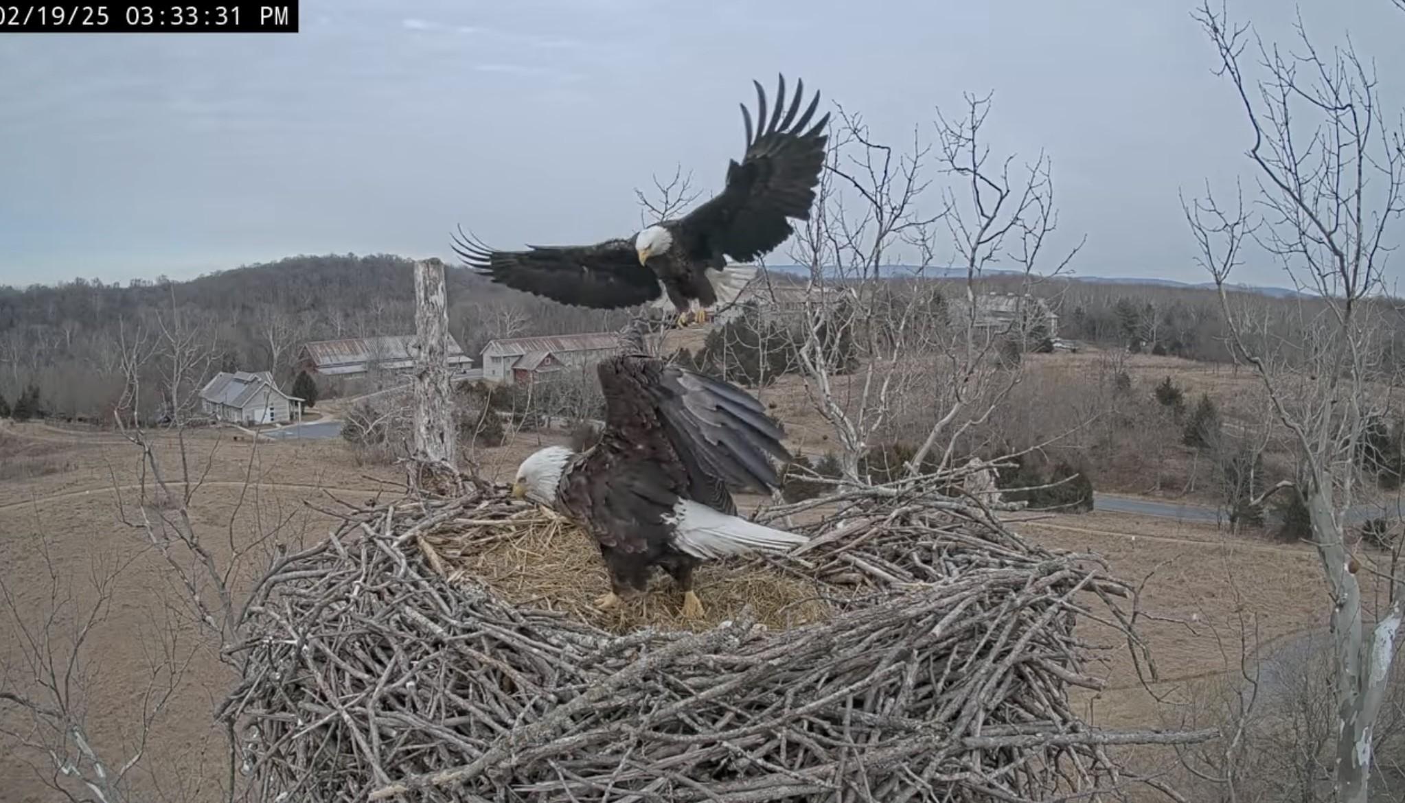 NCTC Eagle Cam - 2025