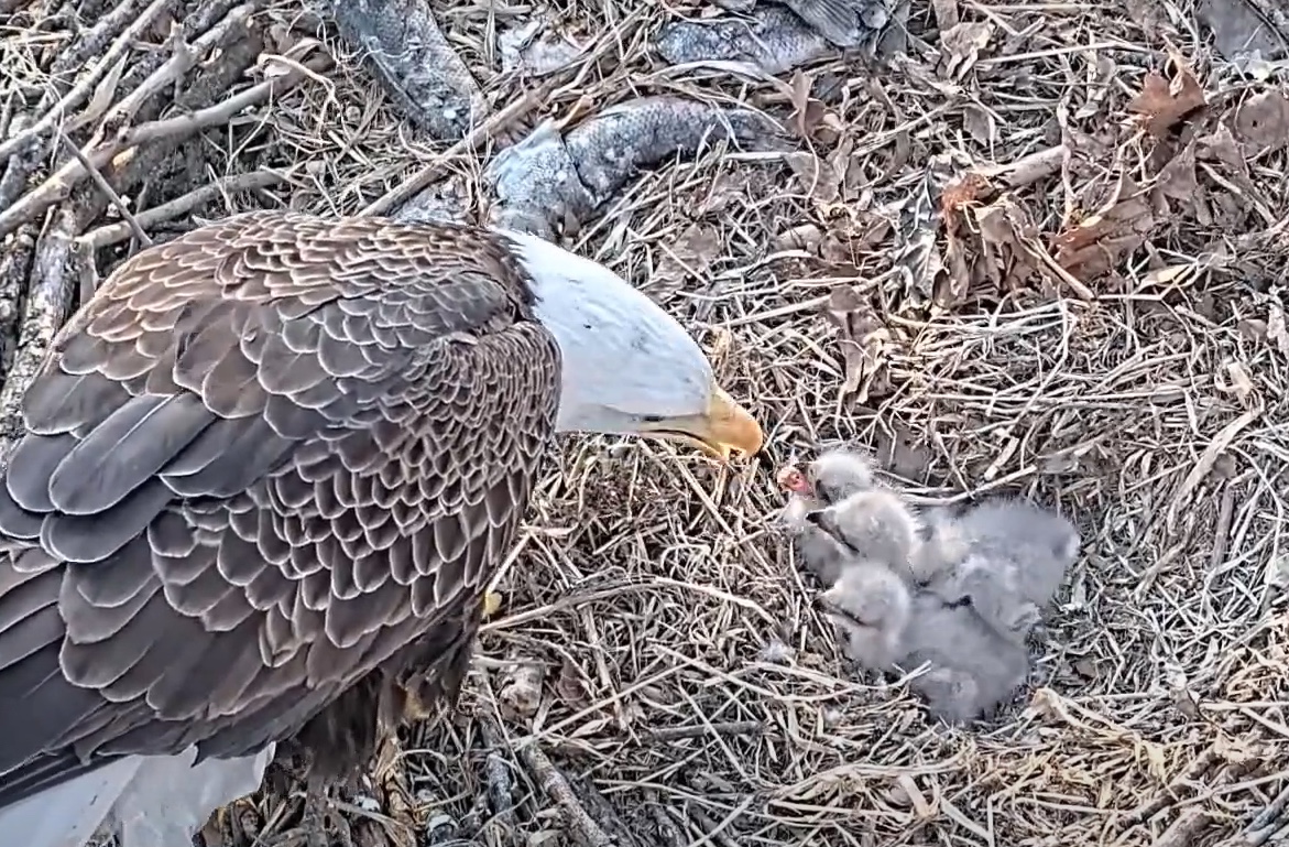 Video - Triple Feeding Baby Eagles - Duke Farms Bald Eagle Cam