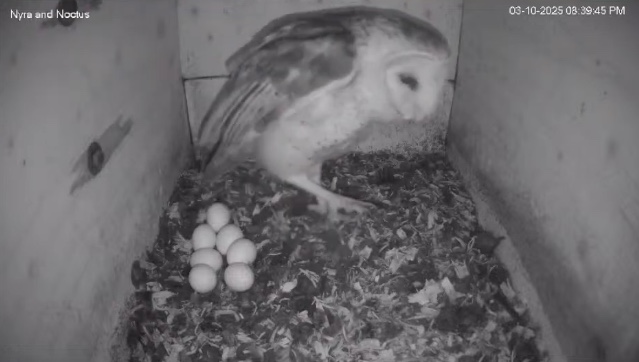 831 Owl Cam - 2025