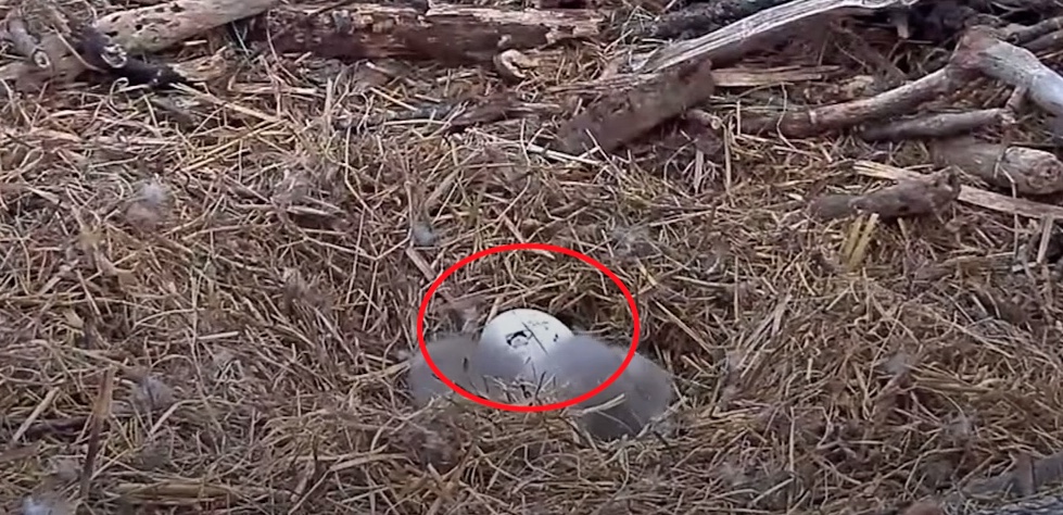Video - The 3rd Egg Is Hatching! - PIP - NCTC Bald Eagle Nest Cam