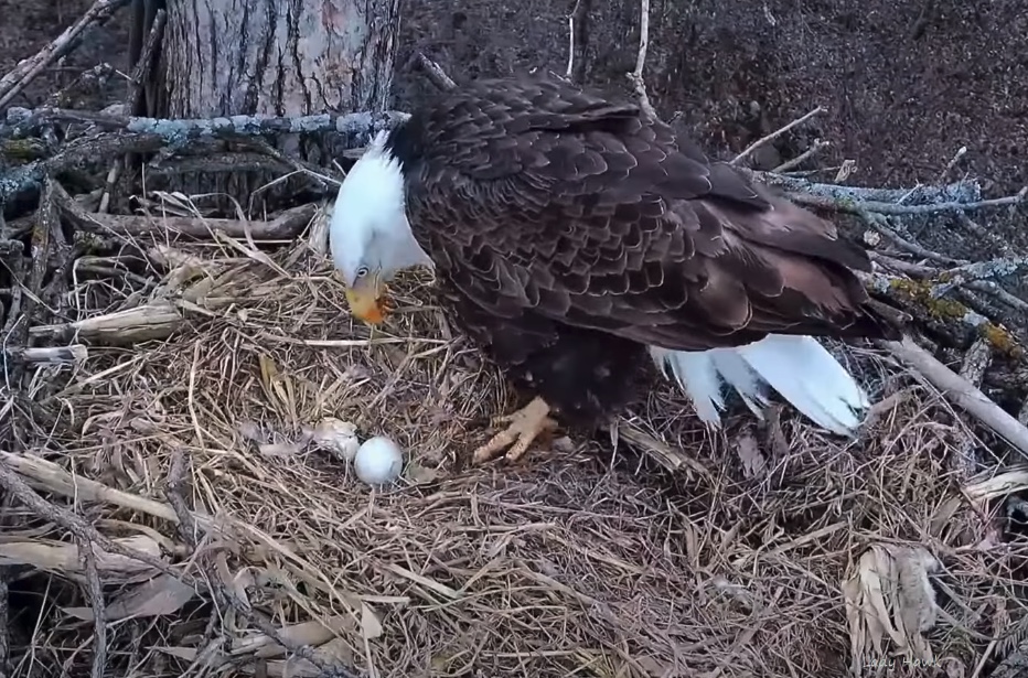 Video - Decorah North Bald Eagle Nest Cam Update