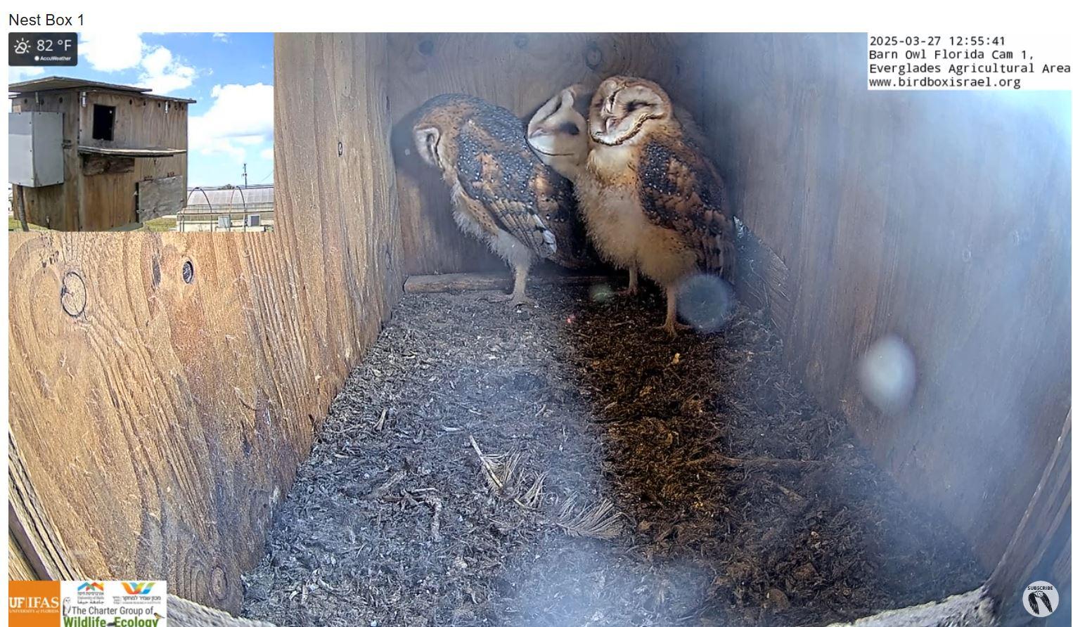 Florida Barn Owl Cams 2025