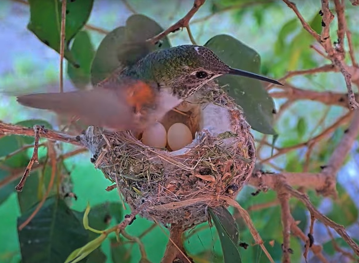 Hummingbird Nest Cam - 2025