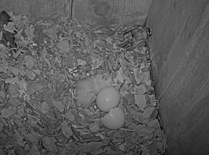 Video - A Hatch And A PIP! - WBU Barred Owl Nest Cam - Indiana