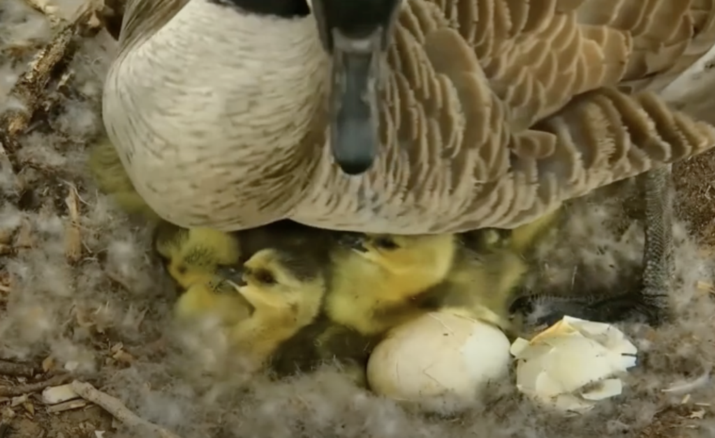 Video - Canada Goose Eggs Hatch, Preparing To Jump! N1 Decorah
