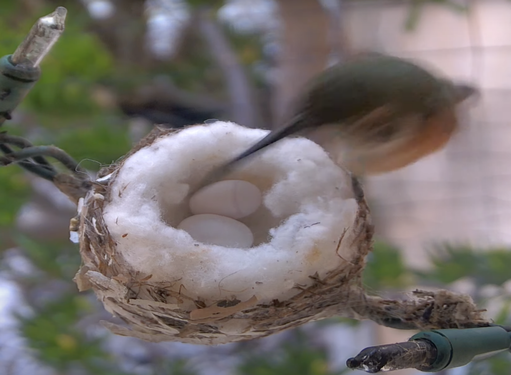 Watch Hummingbird Eggs Hatch! 😍 - Allens Hummingbird Nest Cam