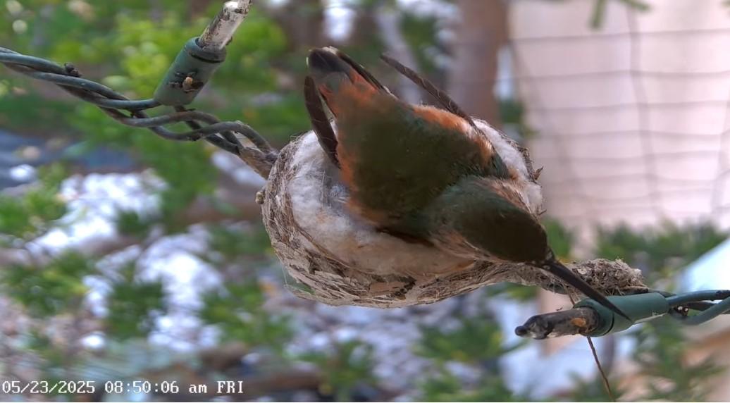Live Hummingbird Nest Cam - 2025