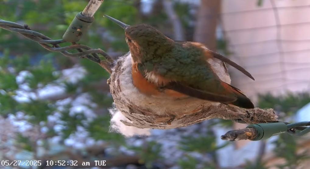 Live Hummingbird Nest Cam - 2025