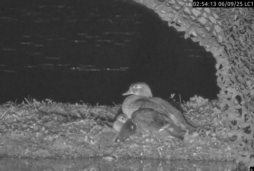 Live Loon Nest Cam - 2025