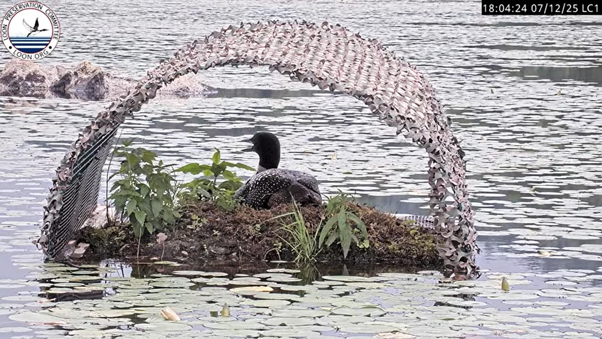 Live Loon Nest Cam - 2025