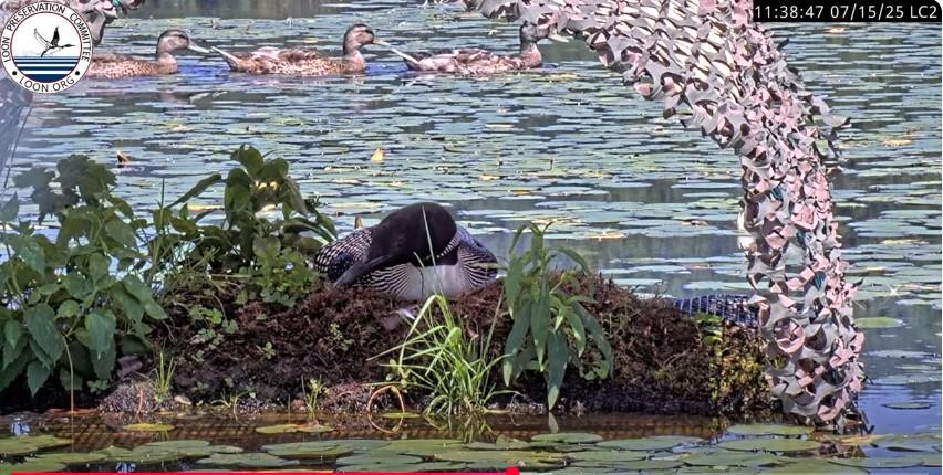 Live Loon Nest Cam - 2025
