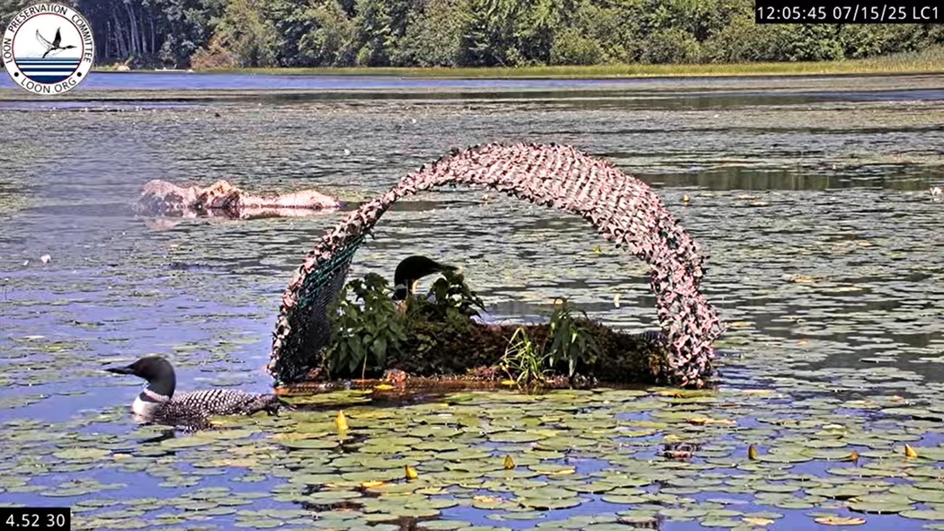 Live Loon Nest Cam - 2025