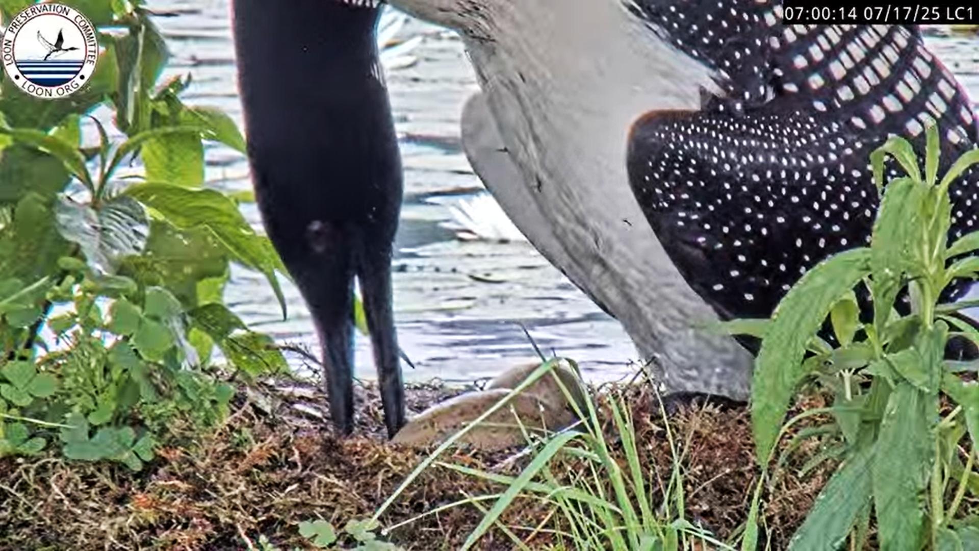 Live Loon Nest Cam - 2025