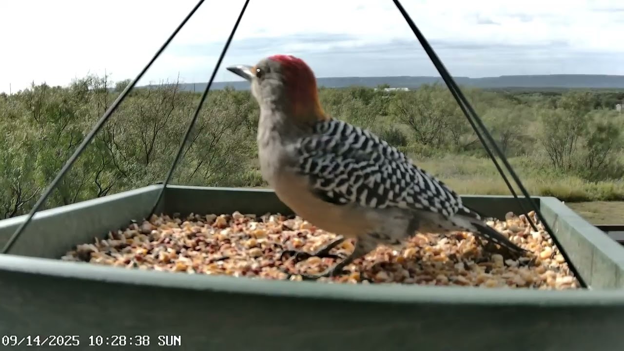 Latest Trail Cam Photos and Videos of Wildlife Encounters - SPO